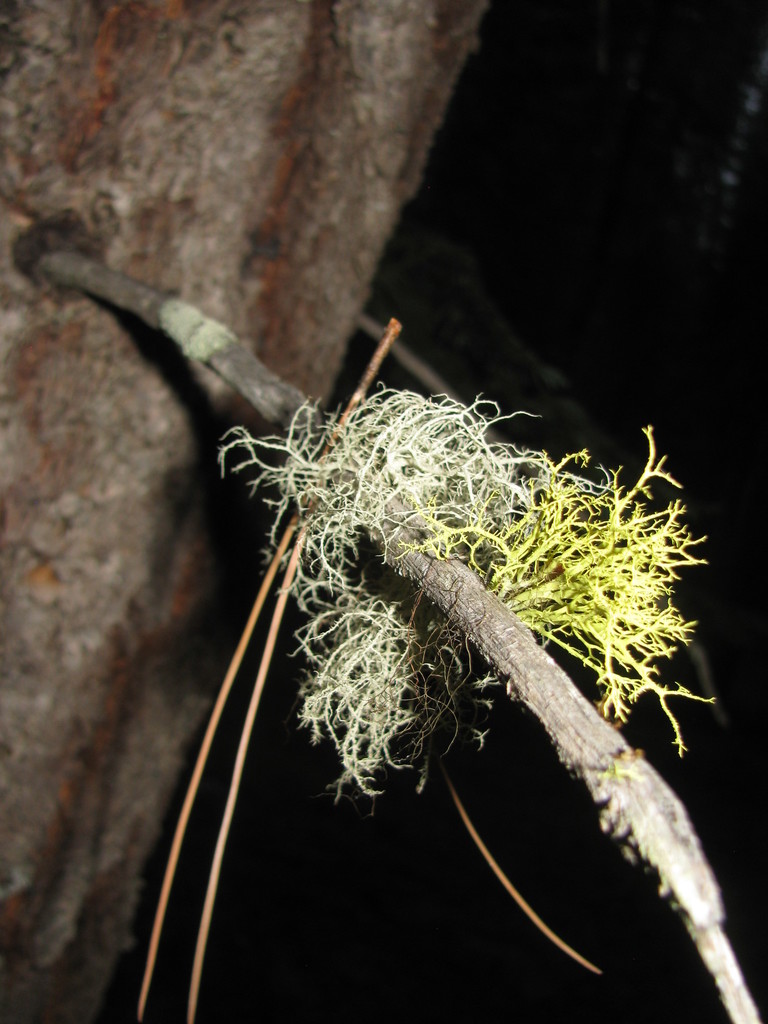 Wolf Lichens from Valley County, ID, USA on August 2, 2014 at 11:06 PM ...