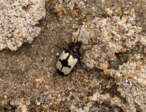 Tetragonoderus figuratus · iNaturalist