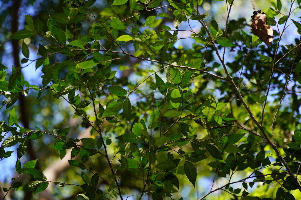 whalebone tree in January 2021 by Daniel. Host plant of S. dilatatus ...