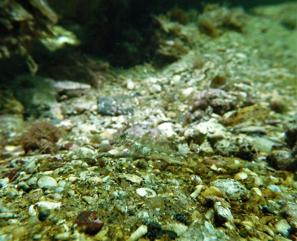 Sailfin Goby from Port Victoria SA 5573, Australia on February 08, 2021 ...