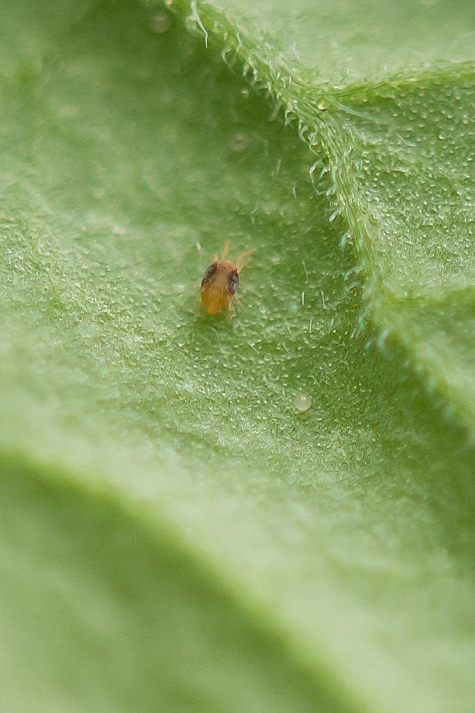 Two-spotted Spider Mite from Armidale NSW 2350, Australia on August 05 ...