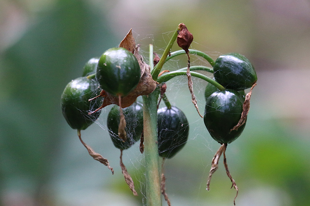 Brisbane Lily (Proiphys cunninghamii) - Botanical Realm
