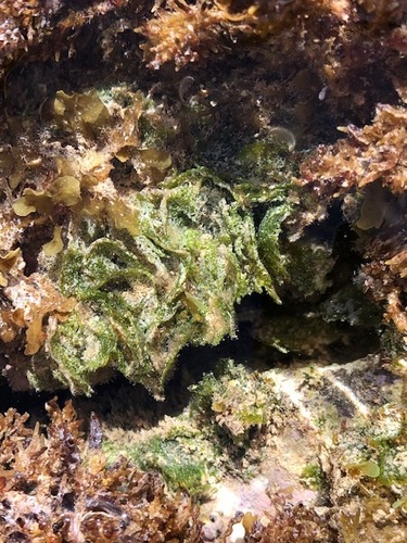 Microdictyon setchellianum · iNaturalist