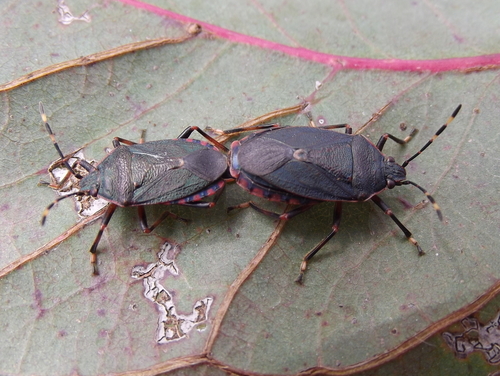 Notius depressus · iNaturalist