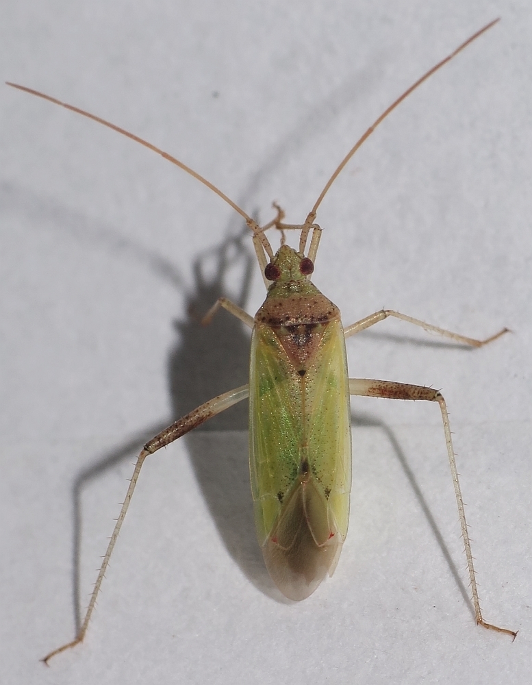 Creontiades pallidus (Madeira True Bugs) · iNaturalist