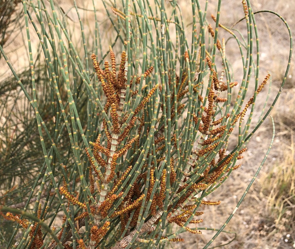 Buloke (Allocasuarina luehmannii) - Botanical Realm