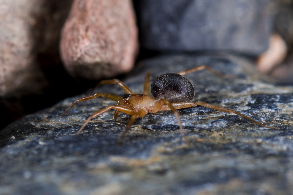 Ant Spiders from Алакольский район, Казахстан on July 27, 2019 at 08:57 ...