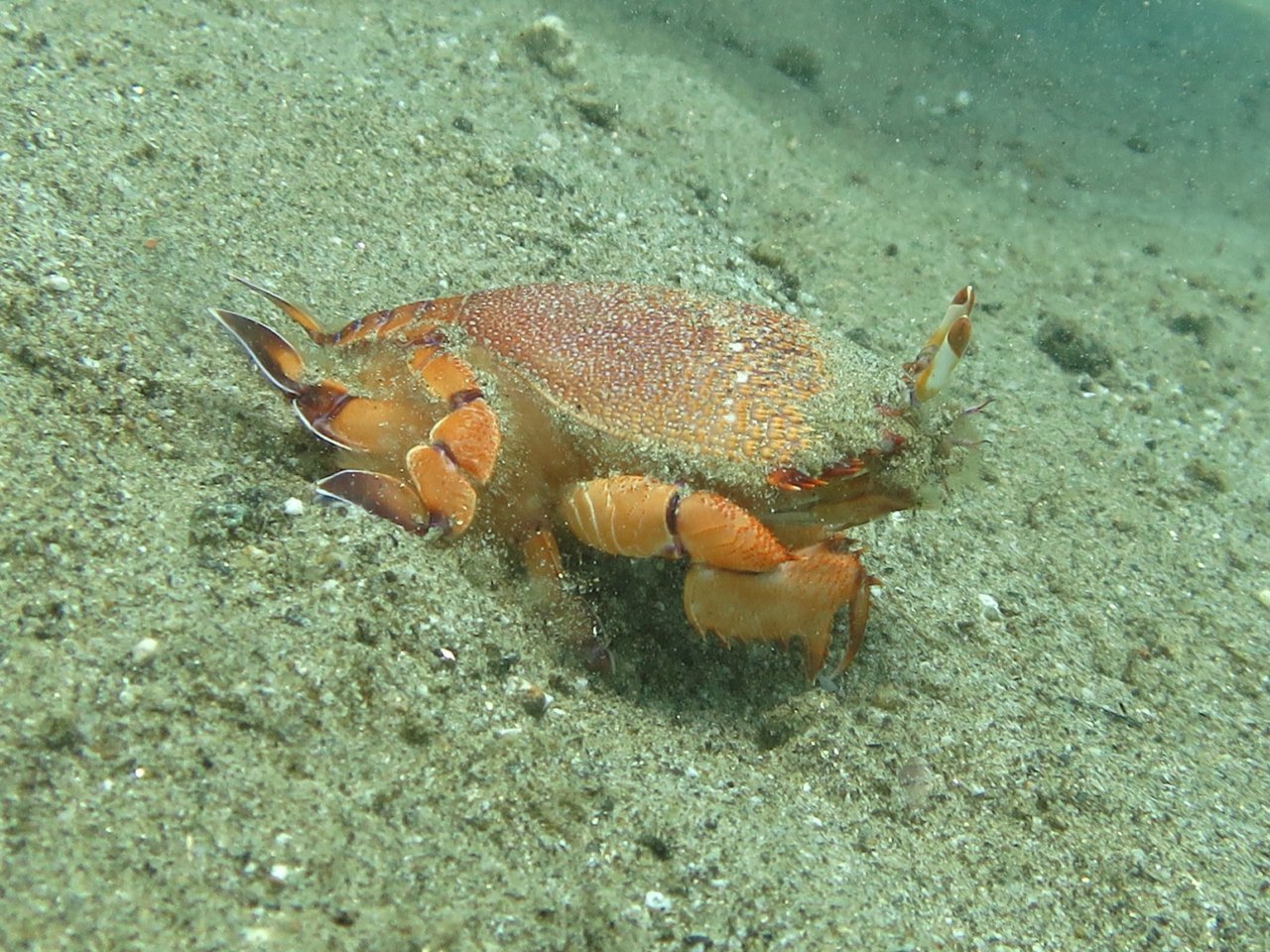 Ranina ranina (Linnaeus, 1758)
