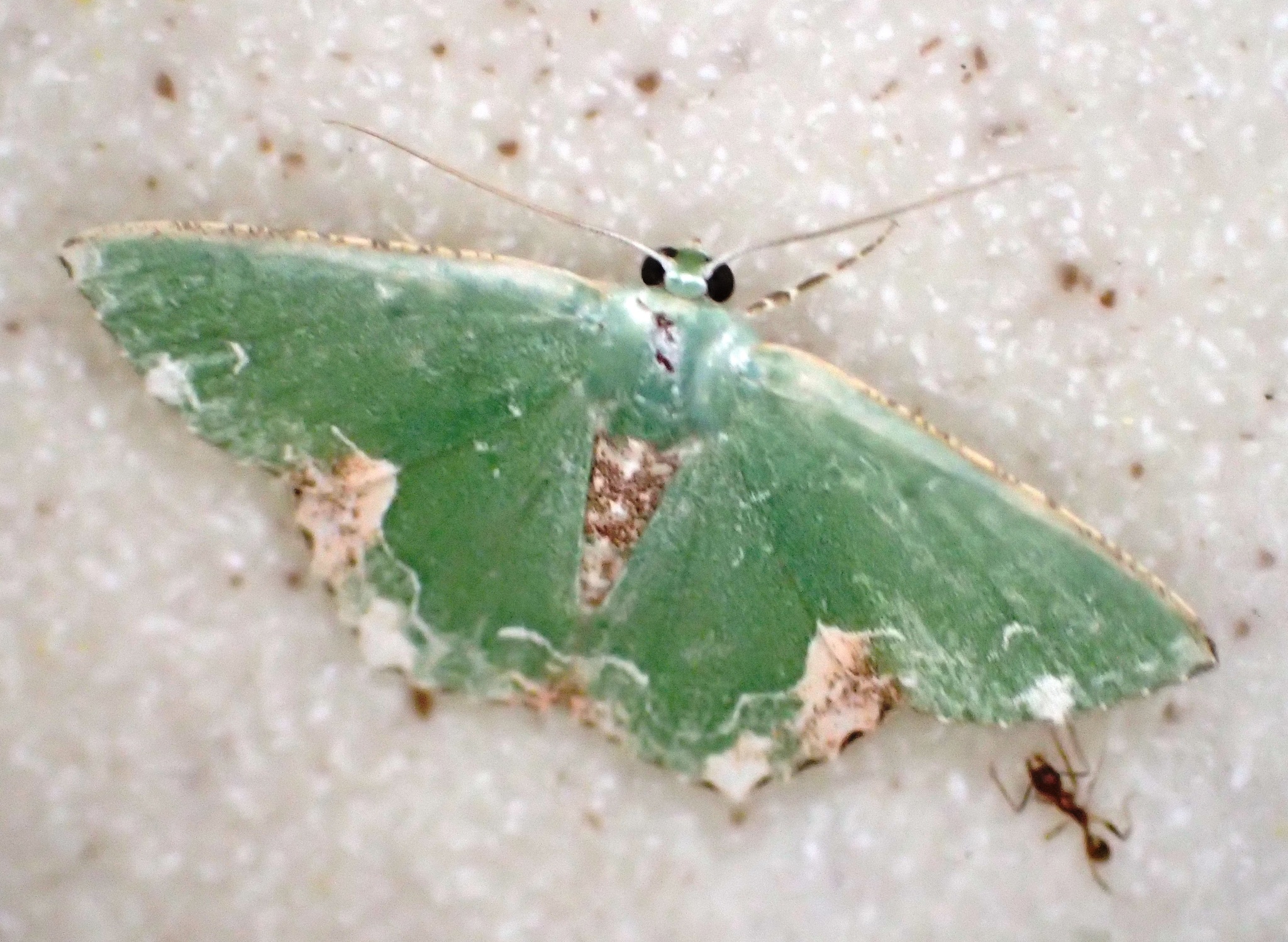 Eucyclodes infracta (Wileman, 1911)