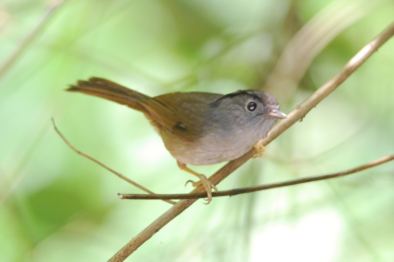 (Alcippe peracensis peracensis) - Avian Discovery