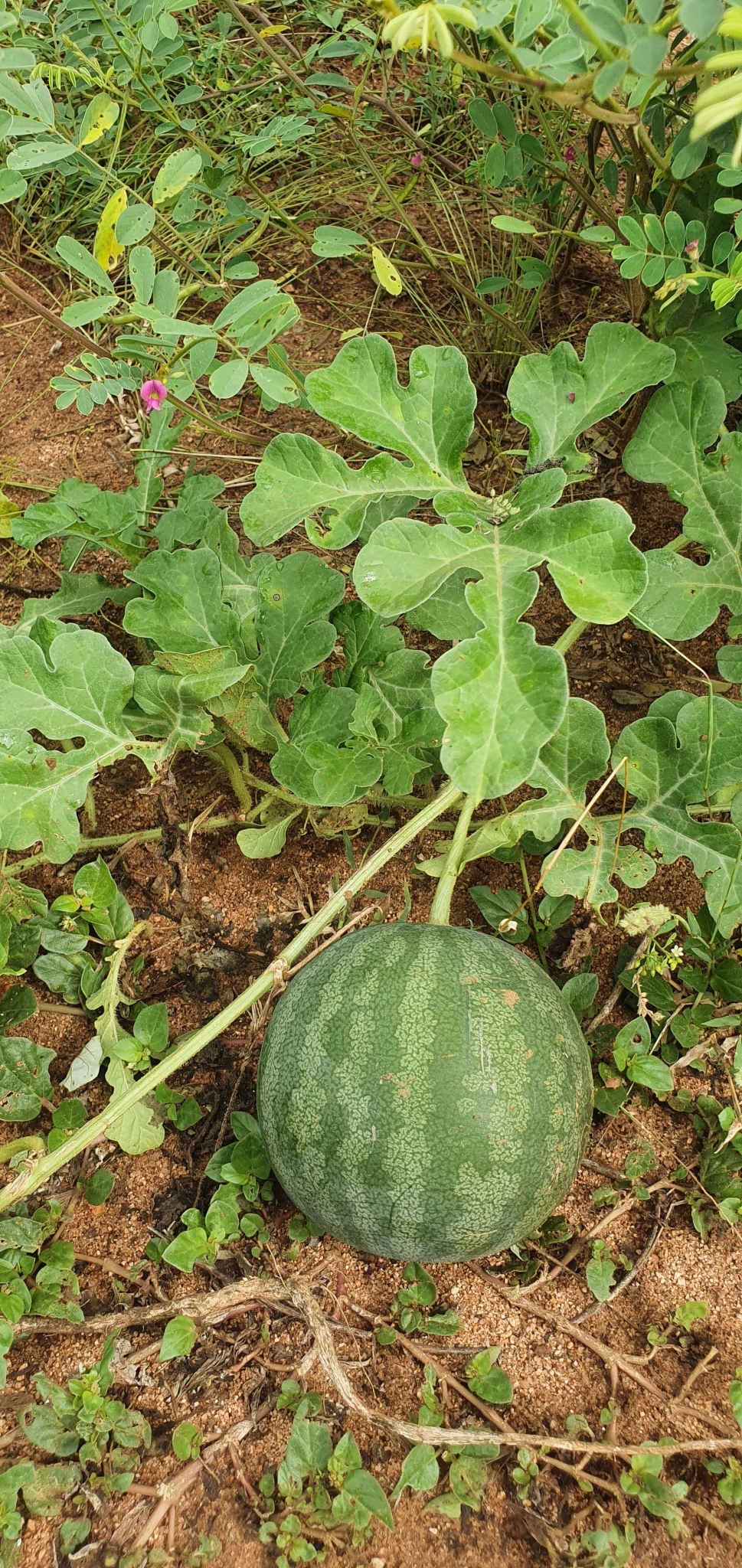 Tipos De Sandias En Texas