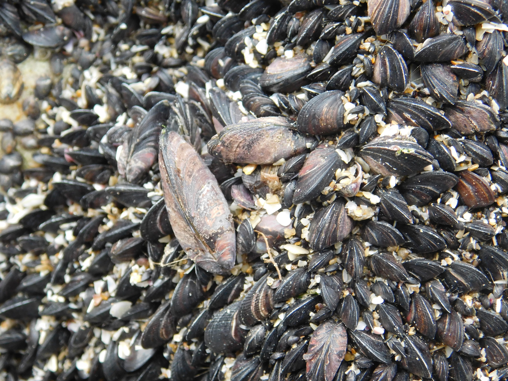 Brachidontes rodriguezii (d'Orbigny, 1842)