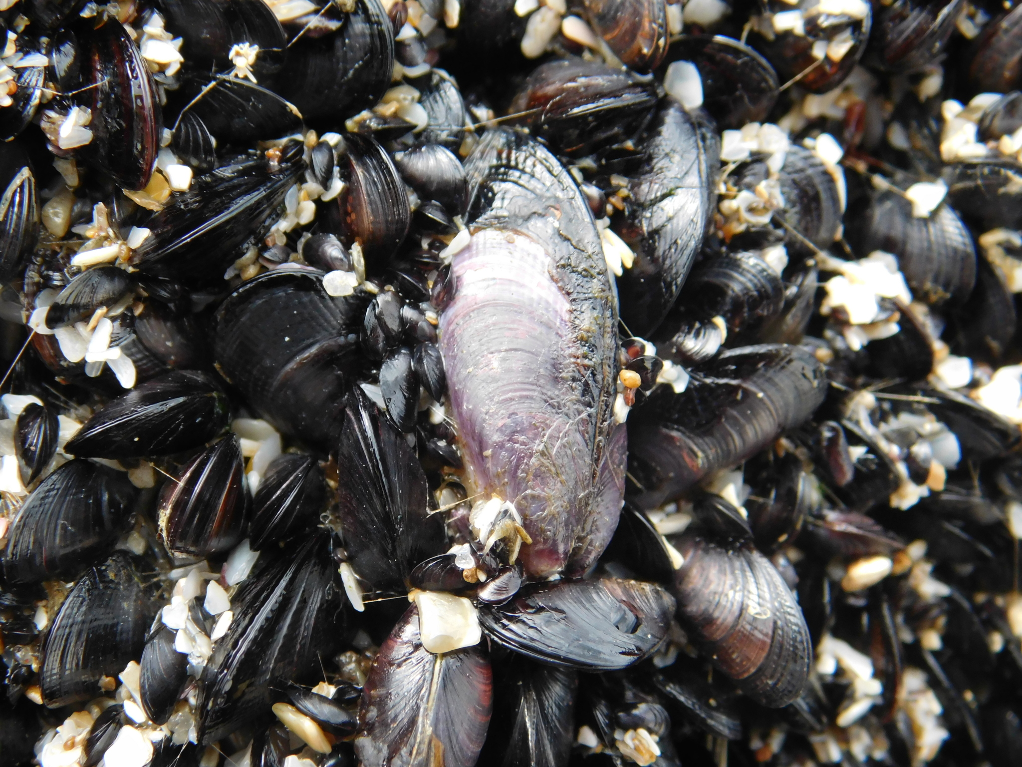 Brachidontes rodriguezii (d'Orbigny, 1842)