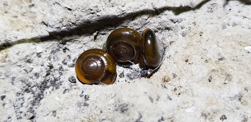 Genus Nipponochlamys · iNaturalist