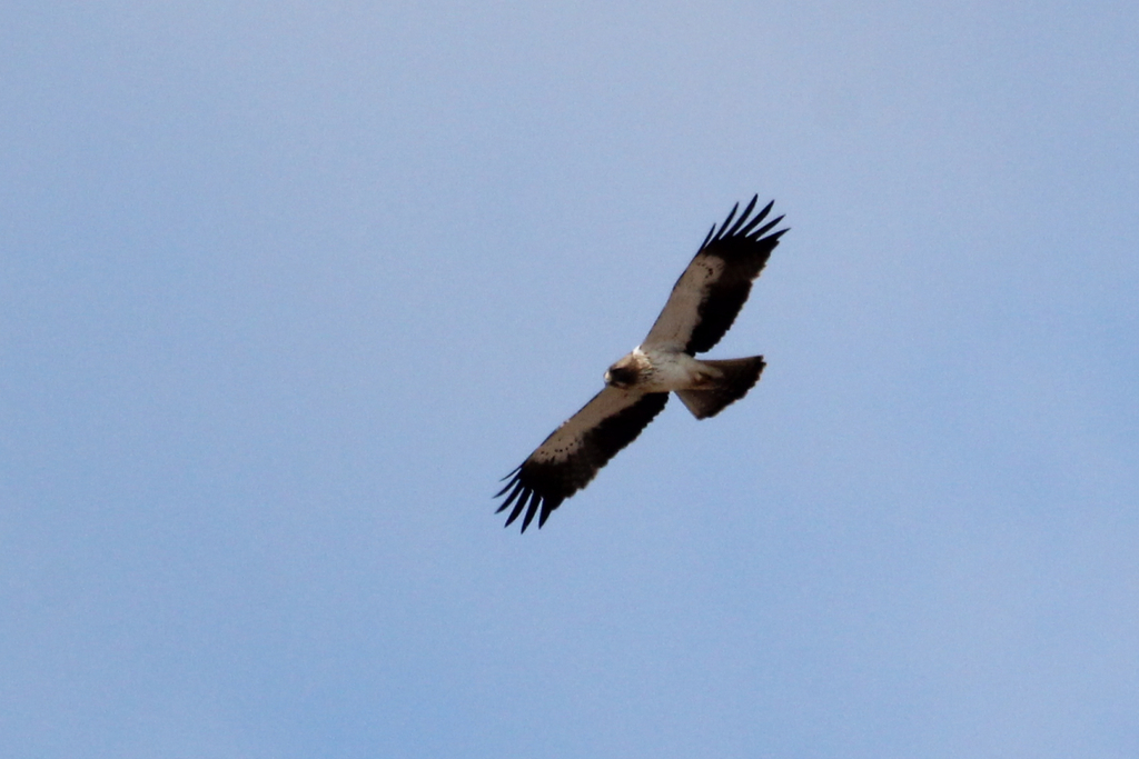 Booted Eagle in June 2019 by naturpel · iNaturalist