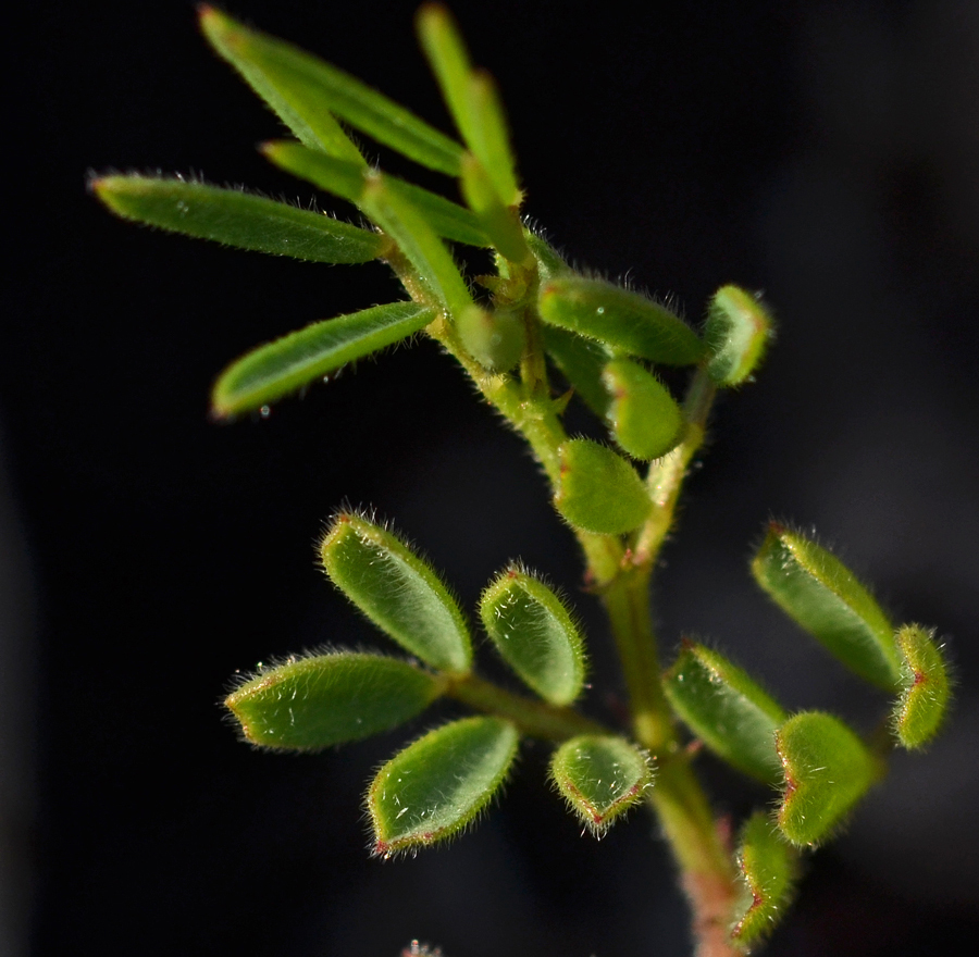 Lathyrus saxatilis (Vent.) Vis.