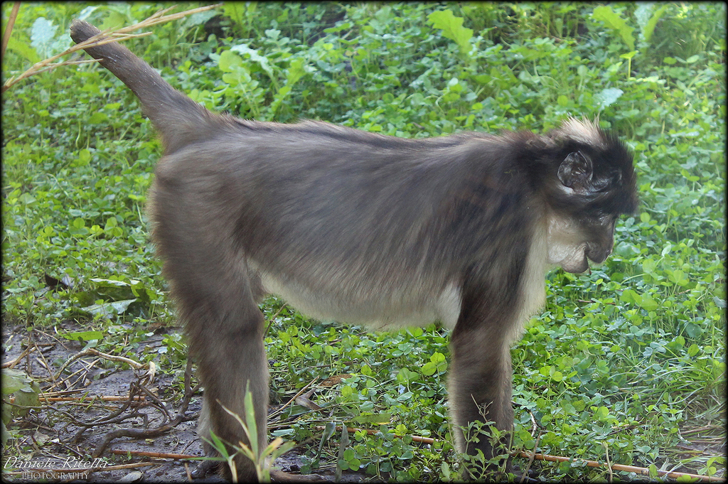White-naped mangabey in October 2012 by Daniele · iNaturalist
