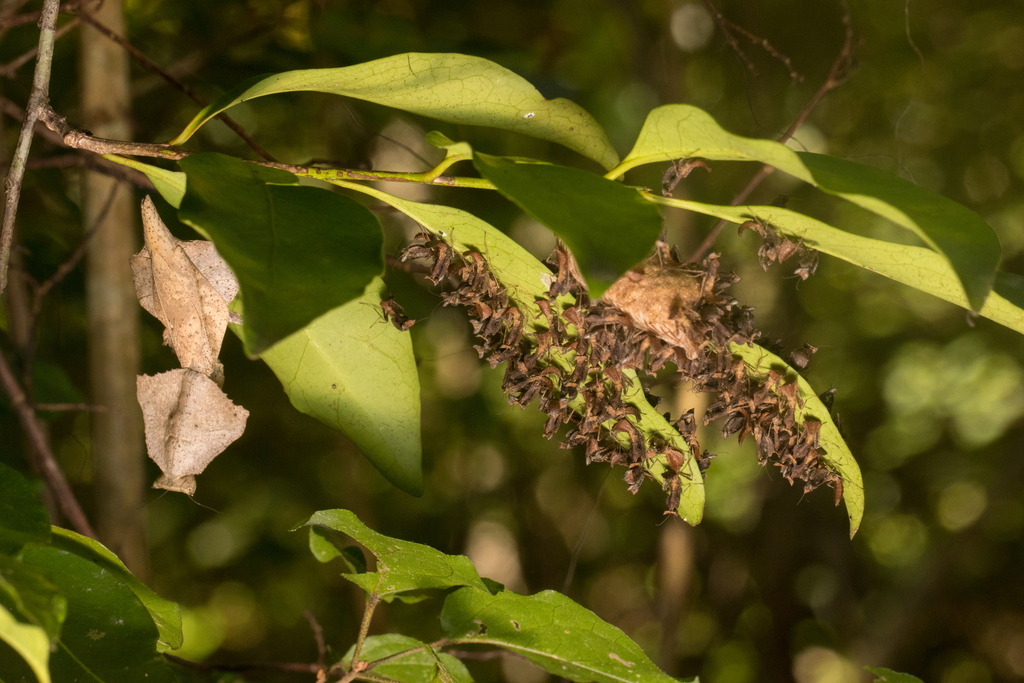 Brancsikia freyi from Madagaskar on March 19, 2020 at 06:59 PM by Alex ...