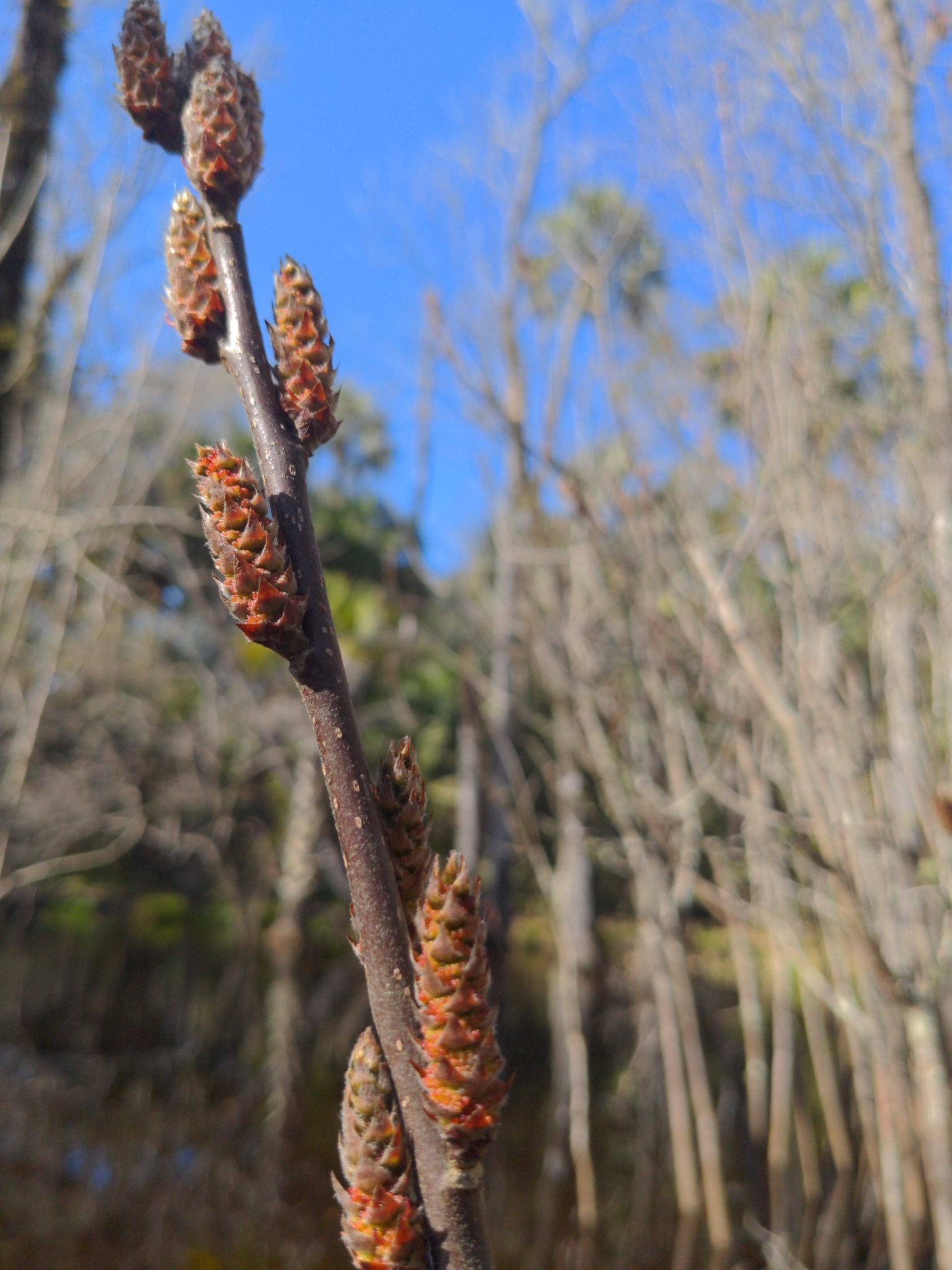 Leitneria floridana Chapm.
