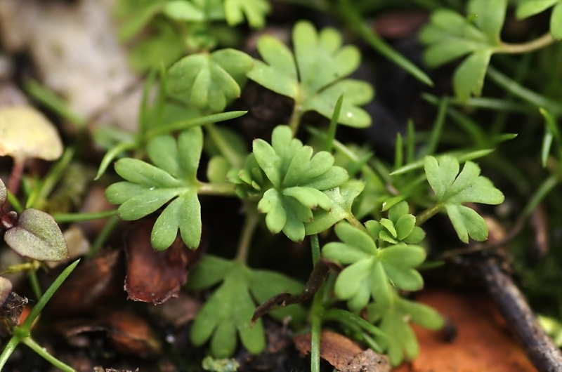 Slender parsley-piert (Alchemilla australis) - Botanical Realm