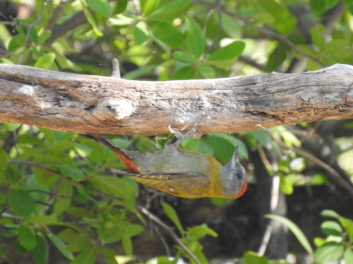 Tropical Olive Woodpecker (Subspecies Dendropicos griseocephalus ...