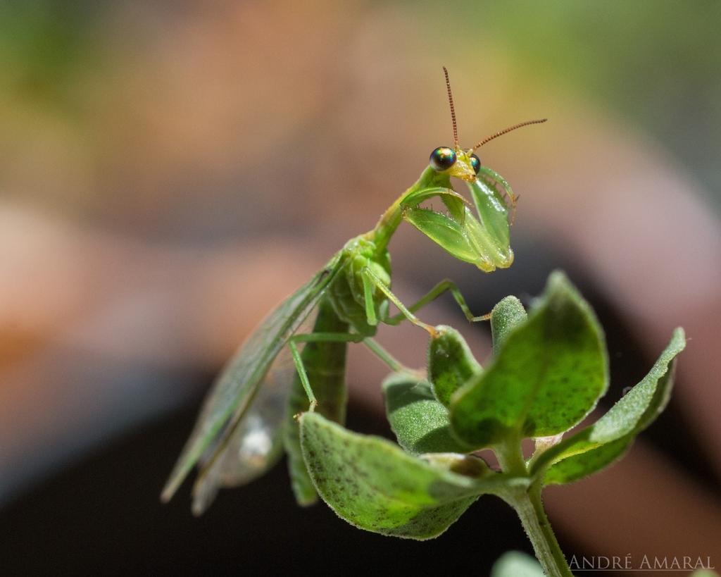 Green Mantidflies from Campeche on February 11, 2021 at 10:55 AM by ...
