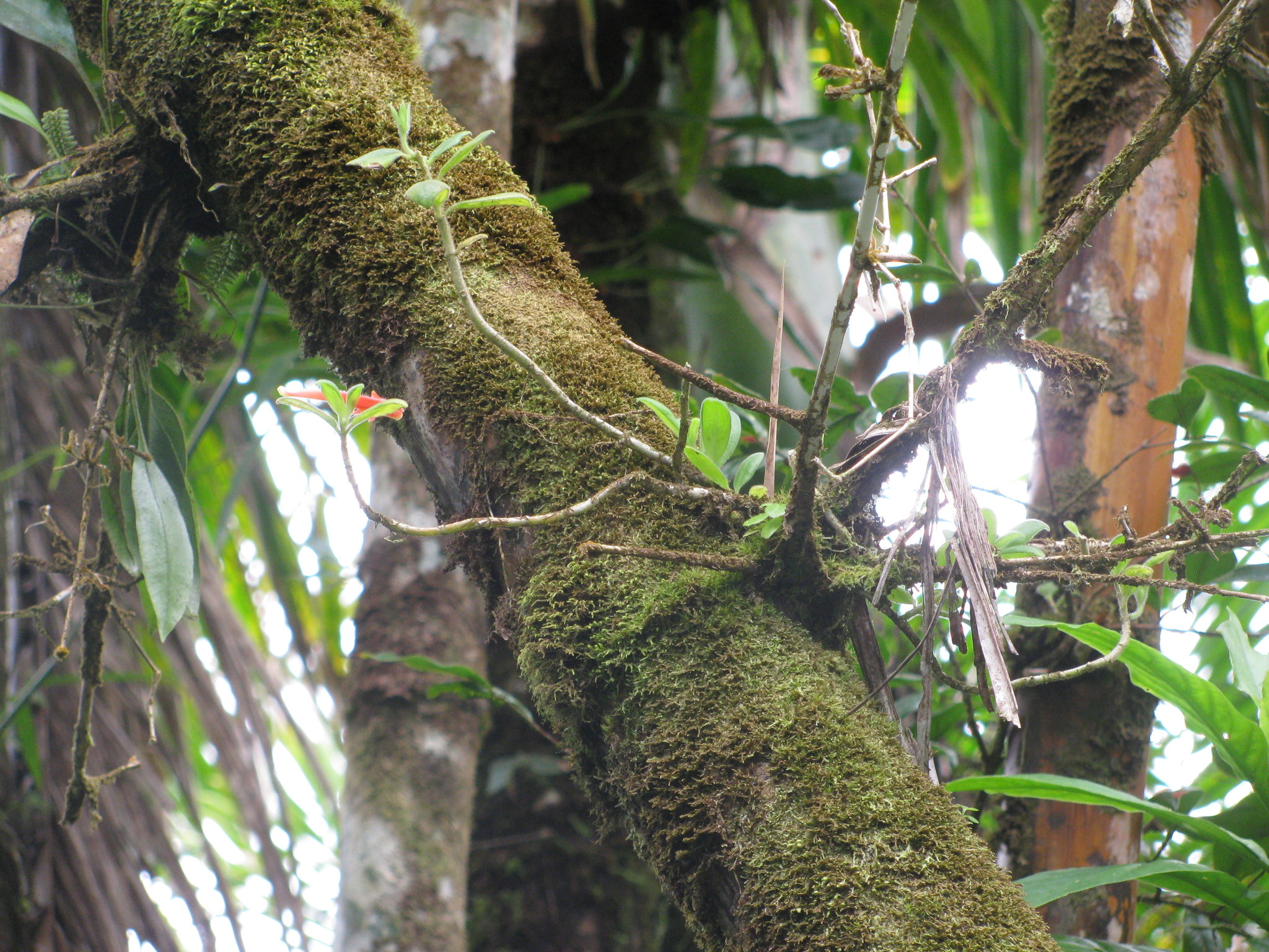 Columnea scandens L.