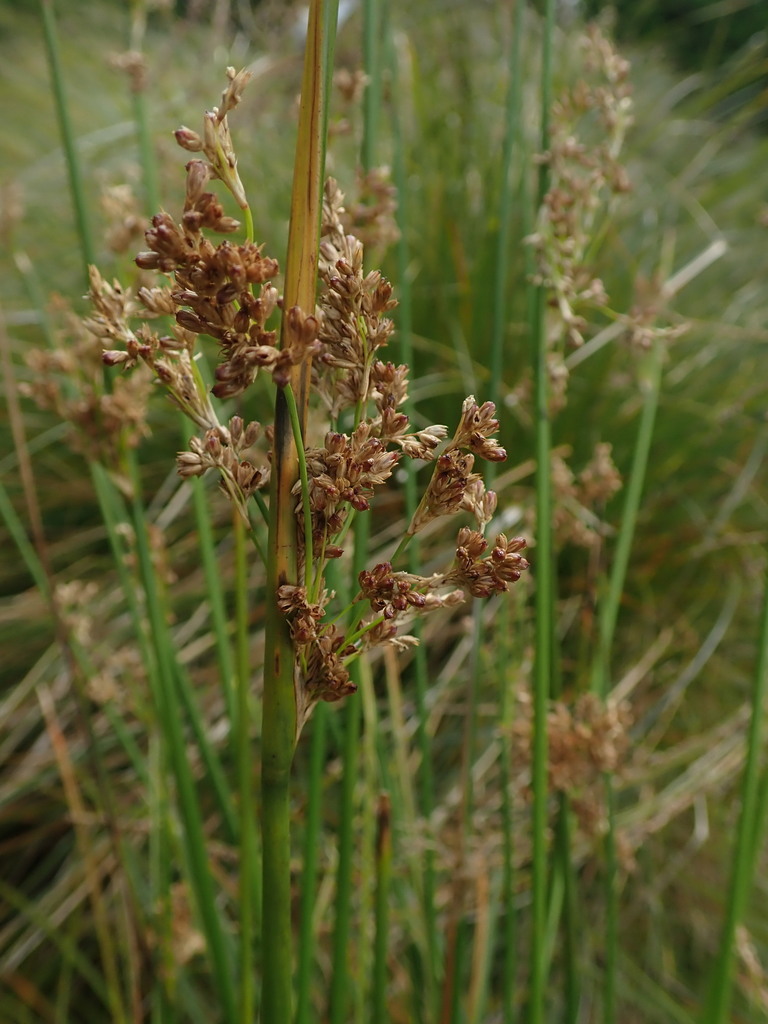 Juncus procerus from Queens Park, Invercargill 9810, New Zealand on ...