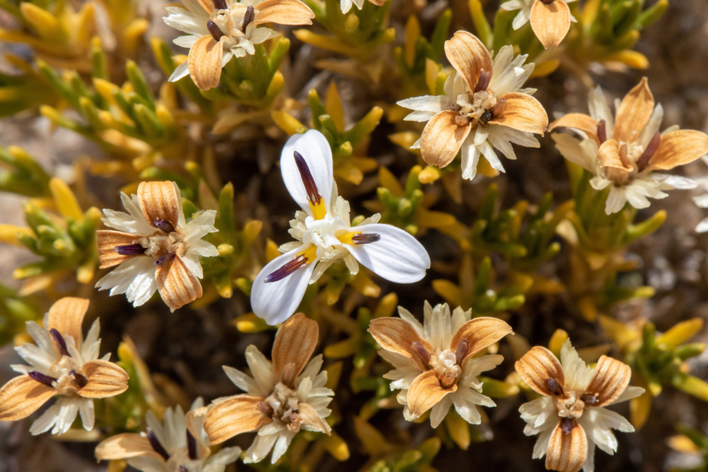 (Nassauvia juniperina) - Botanical Realm
