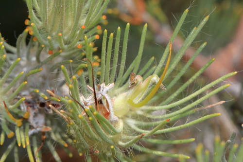 Subspecies Adenanthos cygnorum cygnorum · iNaturalist