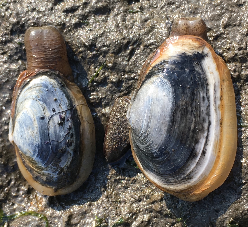 Soft-shelled Clam from Lakeside Park, Oakland, CA, US on October 18 ...