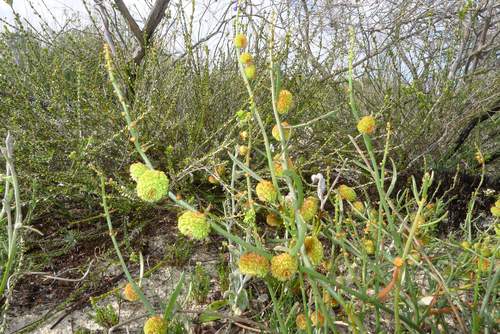 Genus Tersonia · iNaturalist