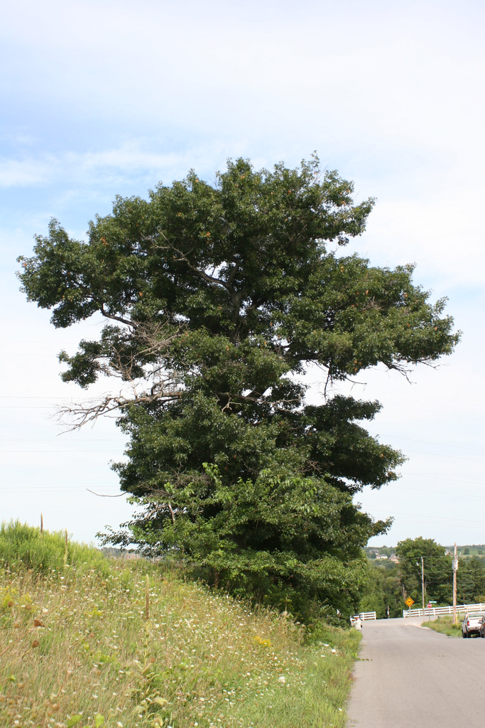 northern pin oak in August 2005 by Samuel Brinker. 1 large tree on ...