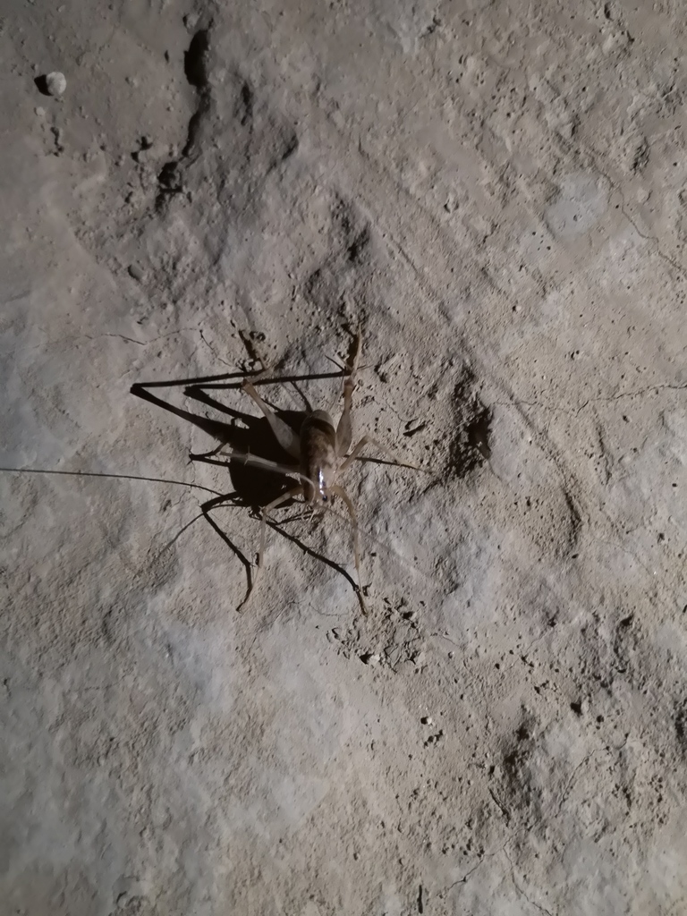 Greenhouse Camel Cricket from 中国陕西省榆林市清涧县 on August 2, 2019 at 09:51 PM ...