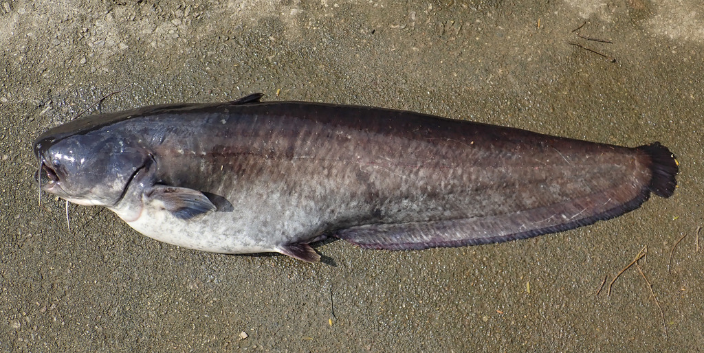 Amur Catfish in February 2021 by H.T.Cheng · iNaturalist