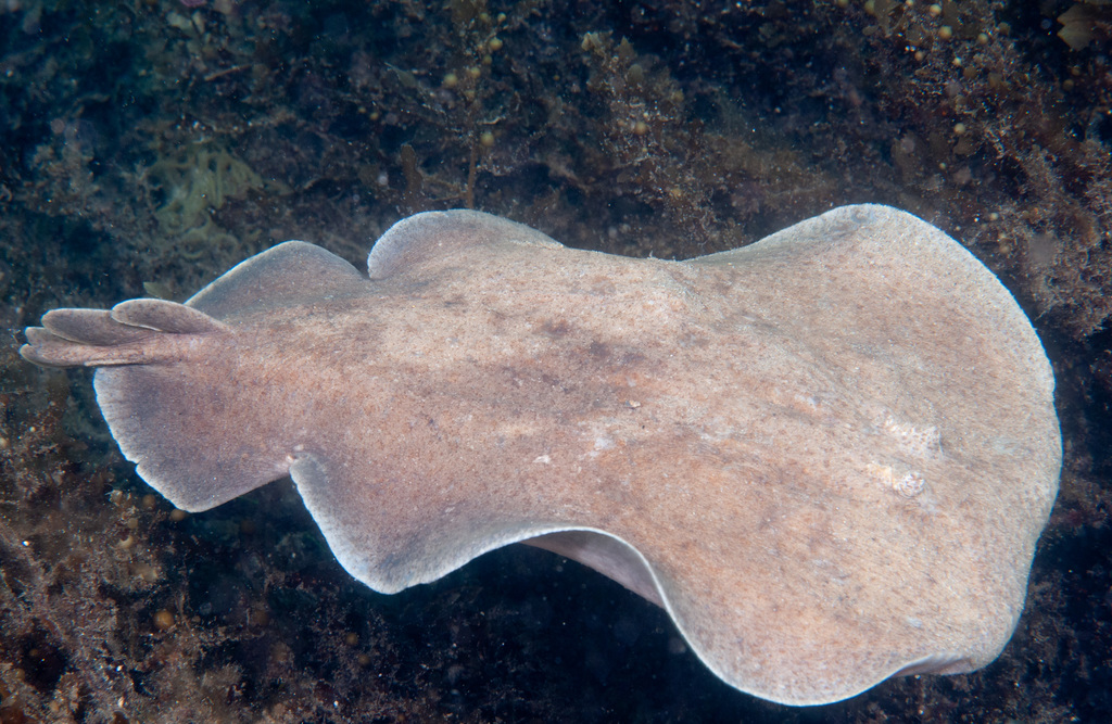 Coffin Ray (Hypnos monopterygius) - Marine Life Identification