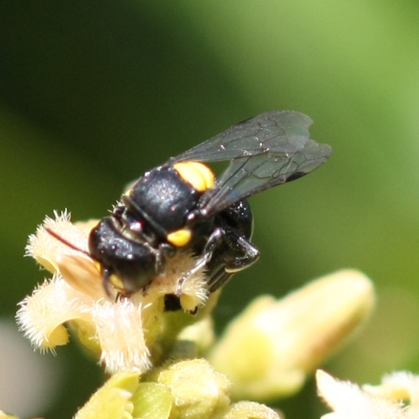 Round-headed Masked Bee from Gordon VIC 3345, Australia on February 10 ...