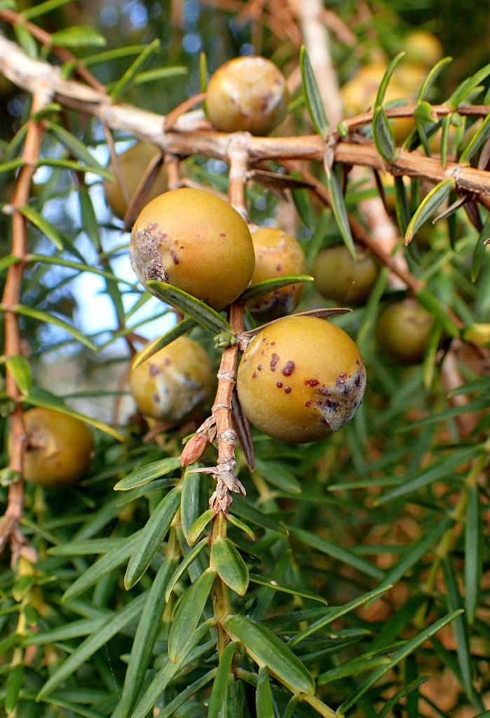 Juniperus cedrus (Tenerife Plants Fagales, Pinopsida, Oleaceae ...