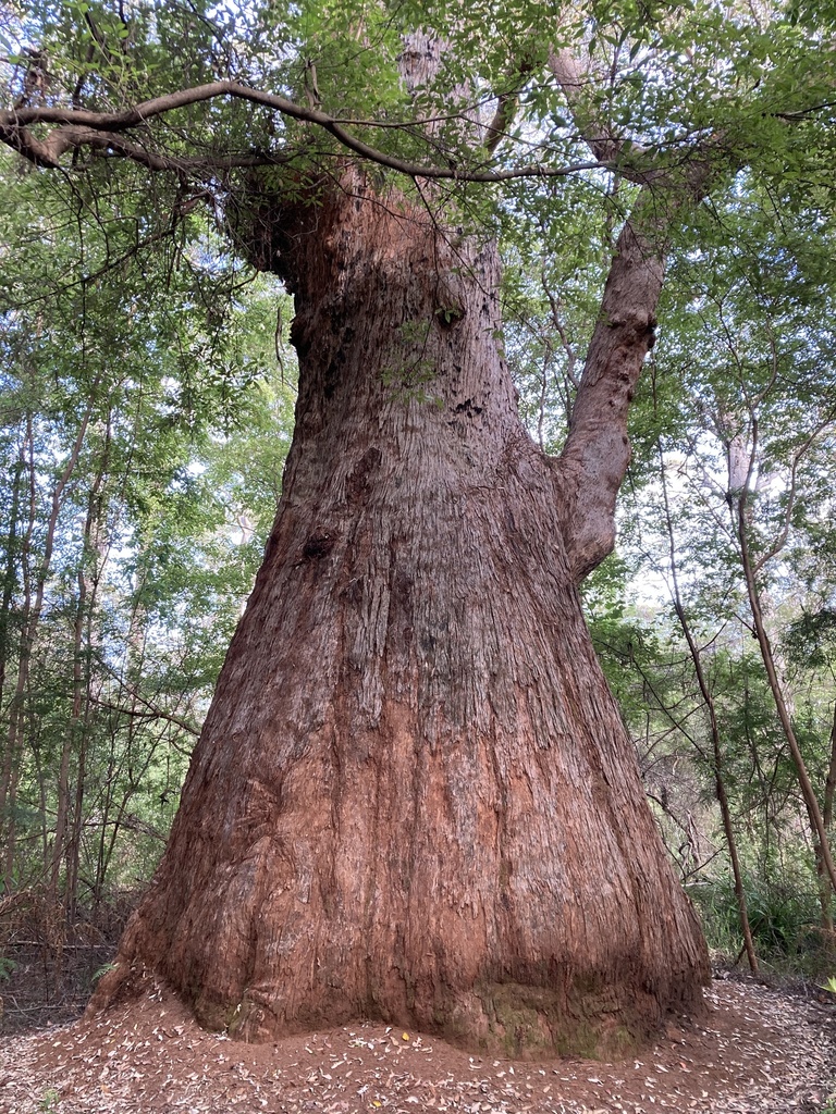 Red Tingle (Walpole Wilderness Eucalypts ) · iNaturalist