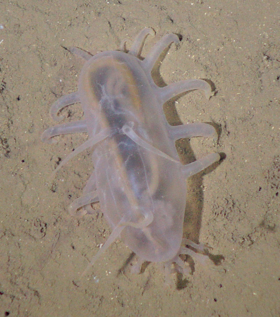 Globose Sea Pig from Juan de Fuca Canyon on July 11, 2008 at 05:42 PM ...