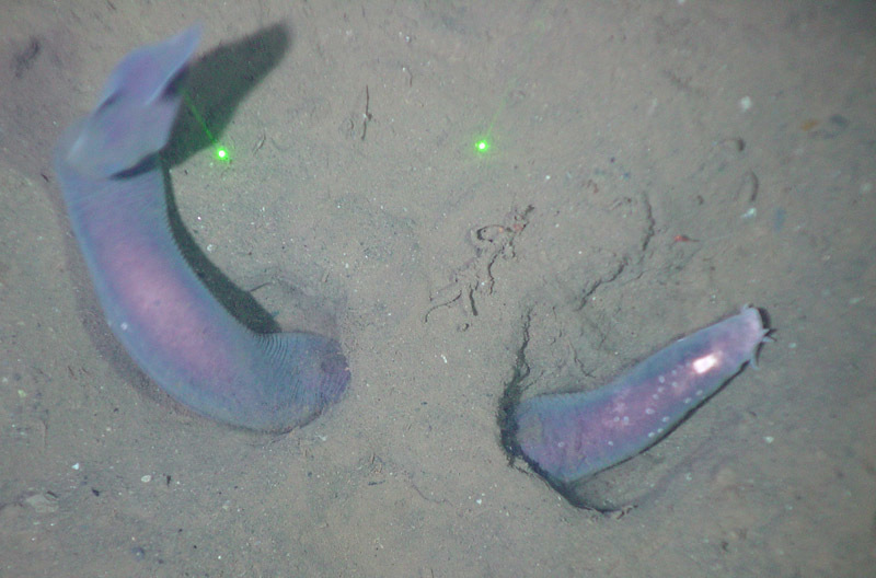 Pacific Hagfish (Eptatretus stoutii) - Marine Life Identification
