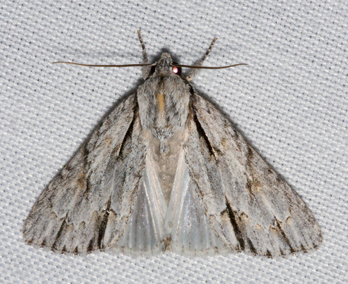 Sección Acronicta clarescens · iNaturalist Mexico