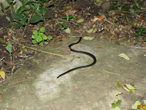 Variable Reed Snake (Calamaria lumbricoidea) - Snakes and Lizards