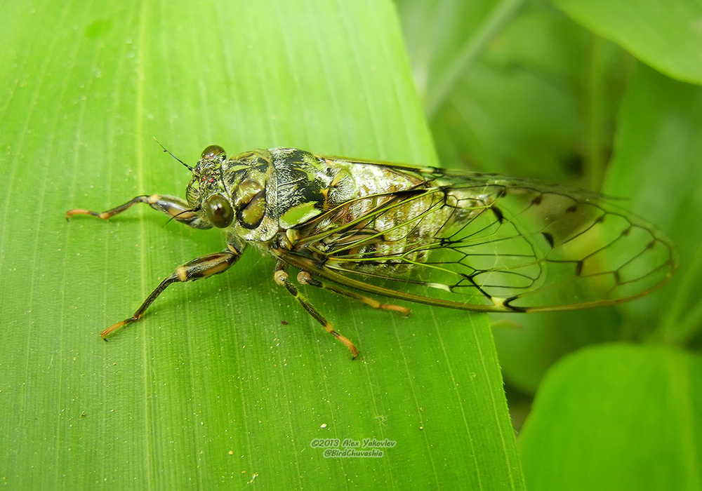 Ezo Spring Cicada from Kuril'skiy rayon, RU-SL, RU on July 1, 2013 at ...