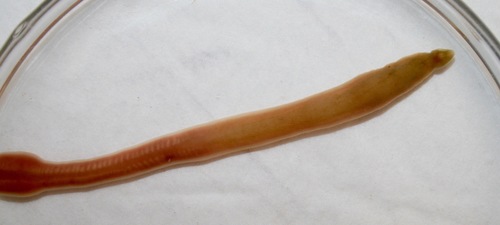 Reddish Variable Sandworm (Lineus ruber) · iNaturalist