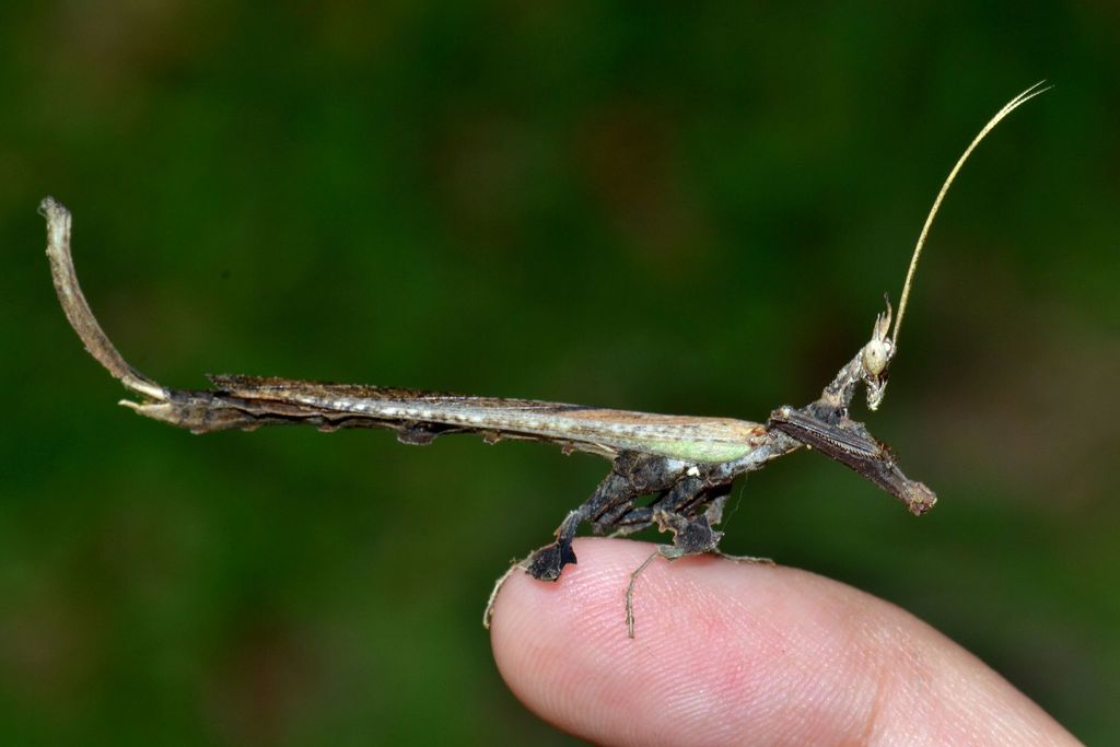 Brazilian Dragon Mantis from Jundiaí - SP, Brasil on November 24, 2014 ...