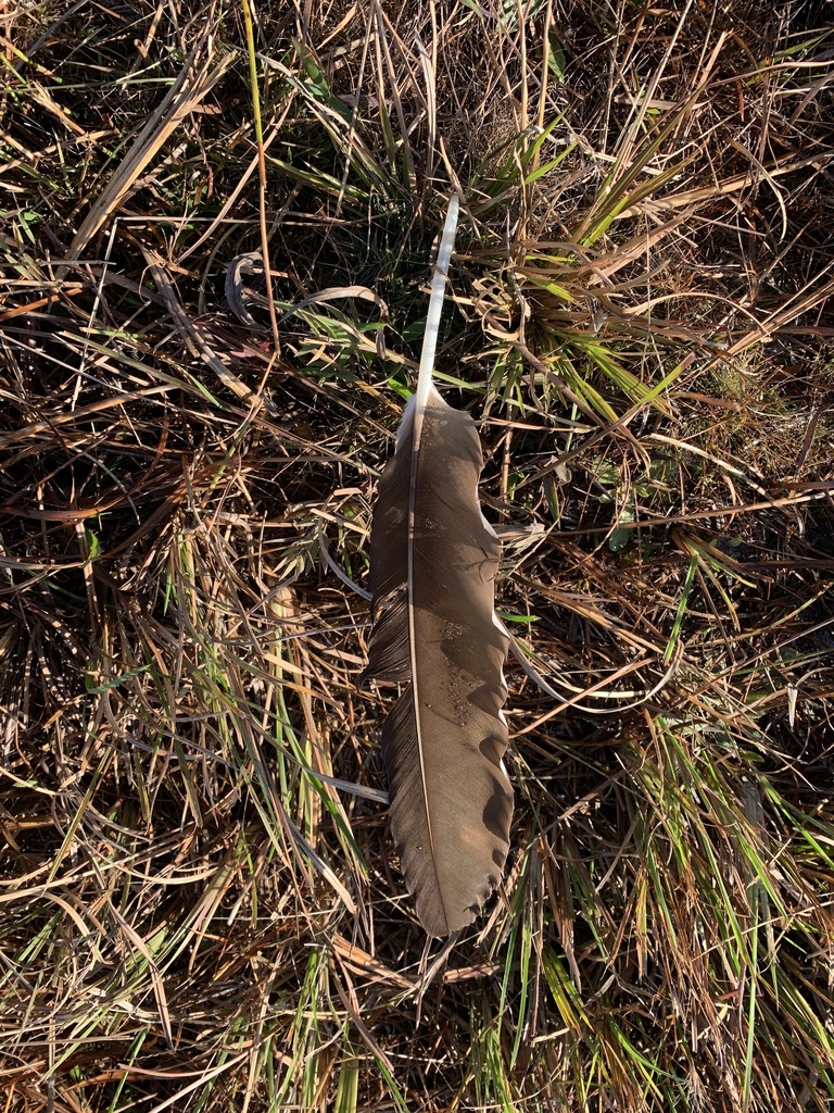 Turkey Vulture from Kissimmee Prairie Preserve State Park, Okeechobee ...