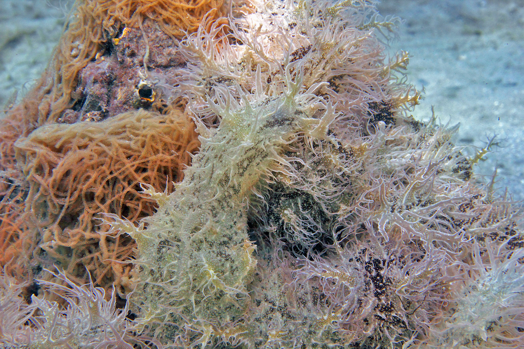 Ragged Seahare (MatBio: MOLLUSKS - Matanzas Biodiversity) · iNaturalist