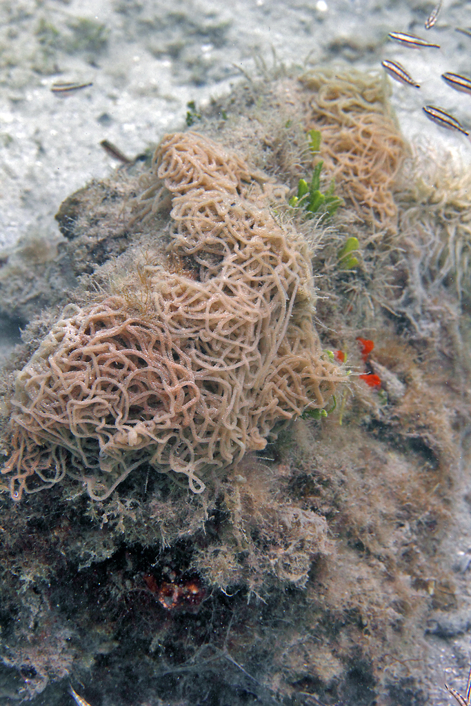 Ragged Seahare (MatBio: MOLLUSKS - Matanzas Biodiversity) · iNaturalist