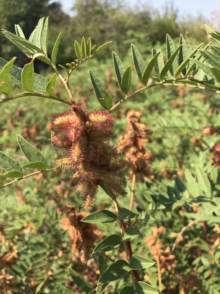 wild licorice (Denver-Boulder Metro Area: Yellow, White and Green ...